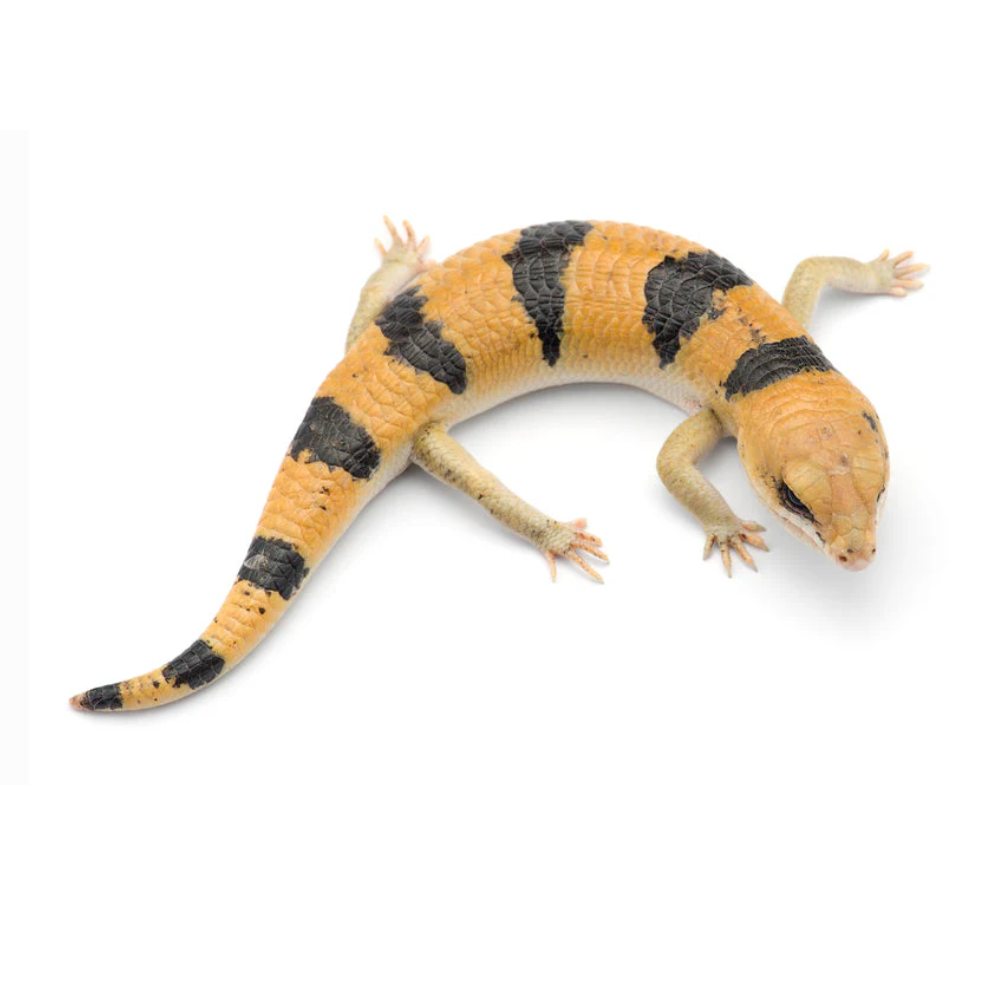 Peter’s Banded Skink (Scincopus fasciatus) | Captive-Bred Desert Lizard ...